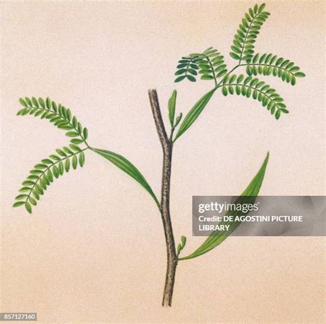 Phyllode Photos And Premium High Res Pictures Getty Images