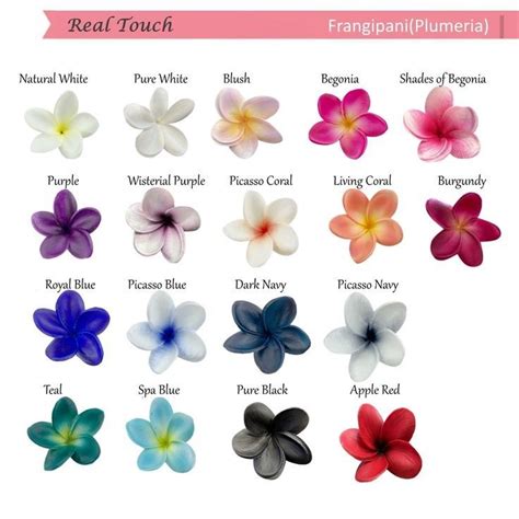 18 Types Of Frangipani Hawaii Flowers Flower Clip Pretty Flowers
