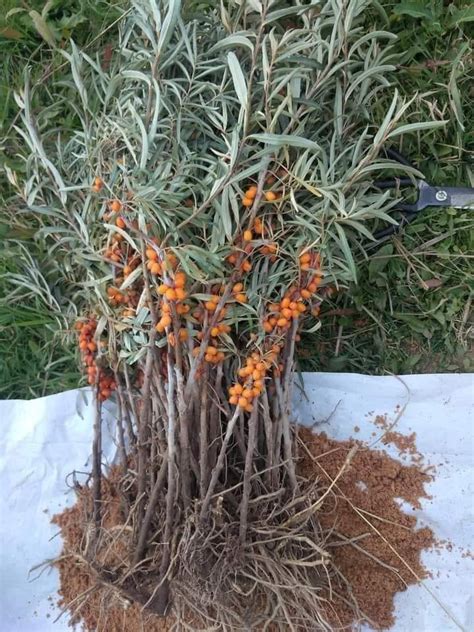 Дууяа Цэцэг тарих аргачлалаас Цөөн хэдэн чацарганаа 4000 бөөндүүлээд өглөө авах хүмүүс их