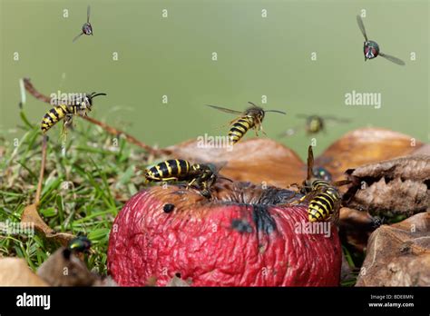 Dolichovespula Media And Common Wasps Vespula Vulgaris In Flight Stock