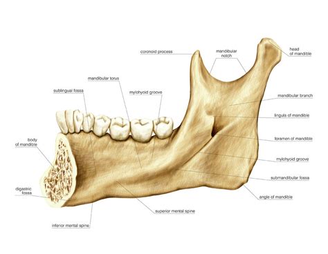 Mandible 3 Photograph By Asklepios Medical Atlas Pixels