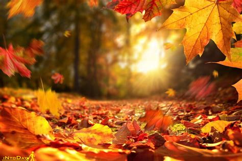 عکس برگ های پاییزی واقعی ، مجموعه ای فوقث العاده و جدید دانلود ☀️ این