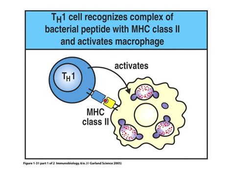 Antigen Recognition By T Lymphocytes