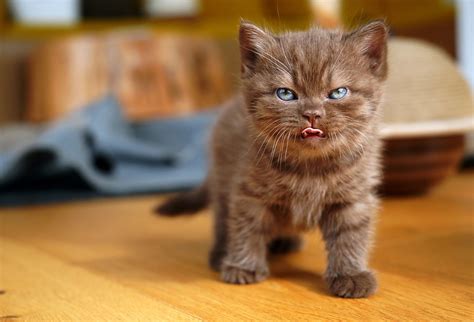 브리티시 쇼트헤어 주방 고양이 국내 Pixabay의 무료 사진 Pixabay
