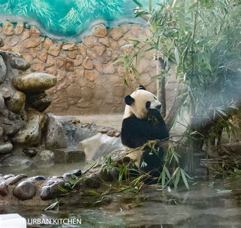 Visiting Giant Panda Breeding Research Base In Chengdu Sichuan Province
