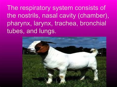 Respiratory System Of Goat Ppt