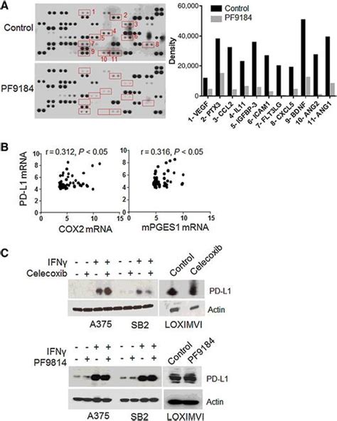 The Cox2 Effector Microsomal Pge2 Synthase 1 Is A Regulator Of