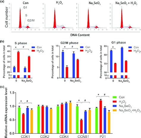 Effects Of Selenium On H 2 O 2 Induced Cell Cycle Arrest In H9c2