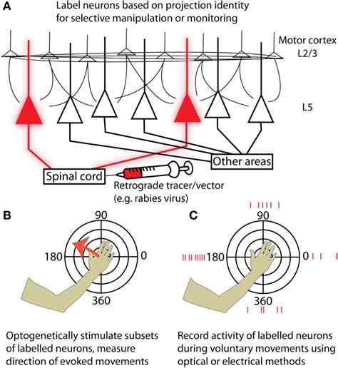 Strategies For Targeting Neurons In Motor Cortex Based On Their Download Scientific Diagram