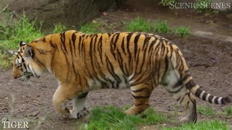 کلیپ نبرد حیوانات جنگ حیوانات حیوانات وحشی