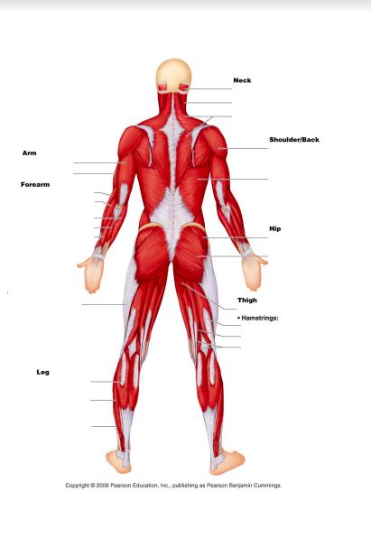 Muscular System Labeling Back Diagram Quizlet
