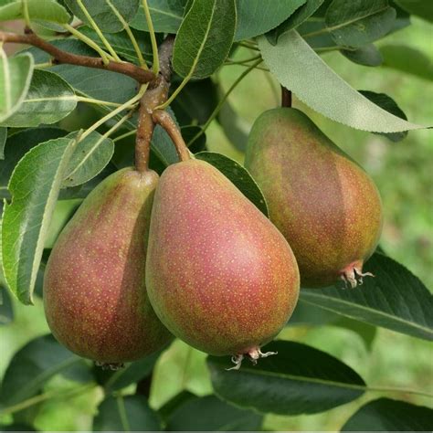 Seckel Pear Tree European Type Semi Dwarf Grow Organic