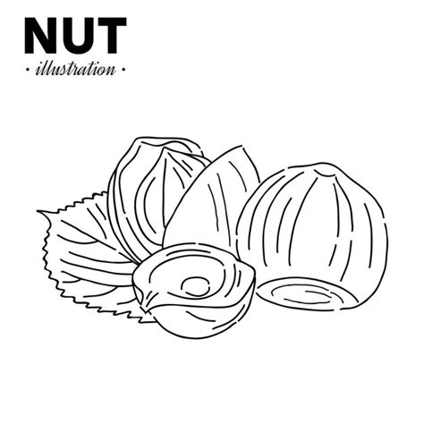 Premium Vector Nut Hand Drawn Illustration