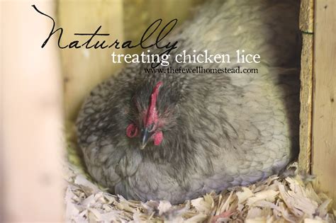 Naturally Treating Chicken Lice Amy K Fewell Homesteading For The