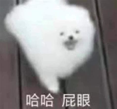 Re【其他】這是博美犬的屁屁 場外休憩區 哈啦板 巴哈姆特