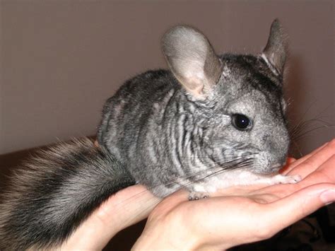 100 Chinchilla Pictures