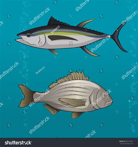 Common Tune Seabream Vector Illustration Stock Vector Royalty Free