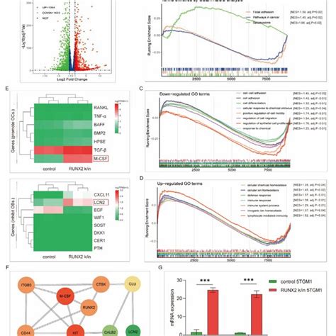 rna seq analysis of runx2 k in and control myeloma cells differential