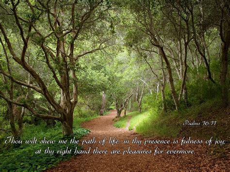 Into The King S Garden The Path