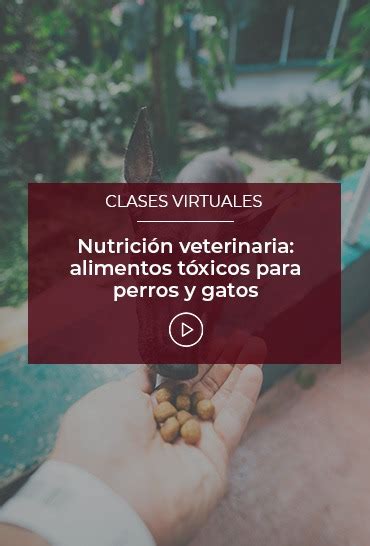 Nutrición Veterinaria Alimentos Tóxicos Para Perros Y Gatos Esneca Tv