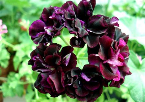 Пеларгония плющелистная (герань): уход, выращивание из семян ...