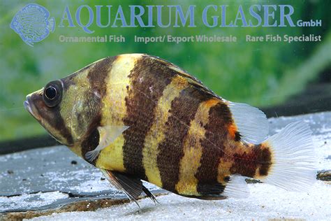 Datnioides Campbelli Aquarium Glaser Gmbh