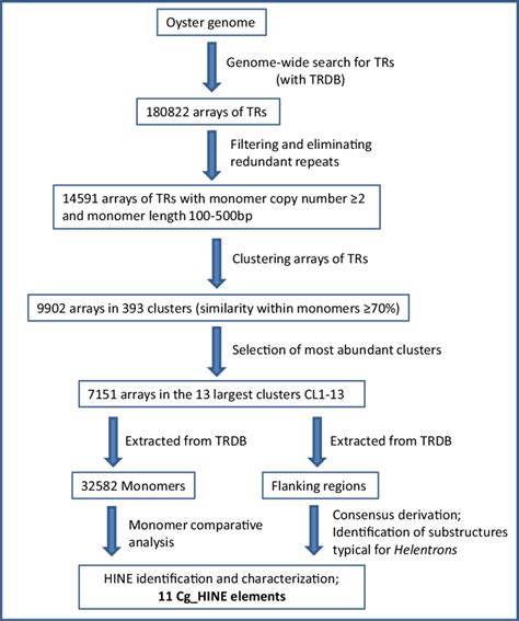 Workflow Of The Genome Wide Identification Of Tandem Repeats And Their