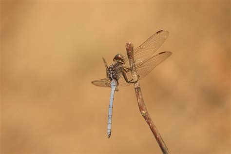 Dragonfly Insect Compound Eyes Free Photo On Pixabay Pixabay