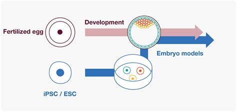 Embryonic Stem Cells Ethics