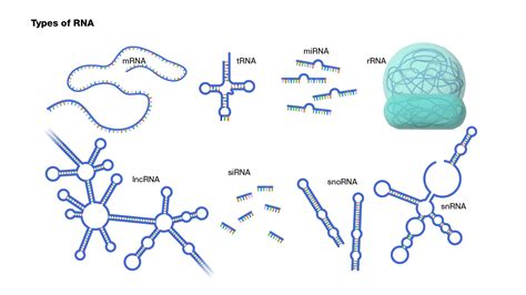 Ribonucleic Acid Types Of Rna Rna Structure Chemistry