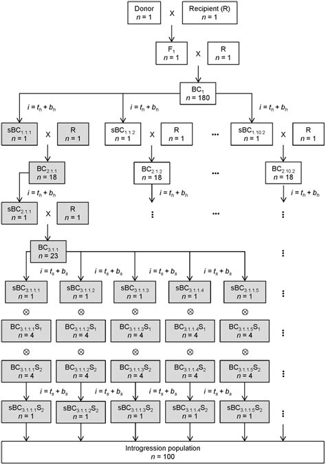 Schematic Representation Of Crossing Scheme Crossing Scheme Is Download Scientific Diagram