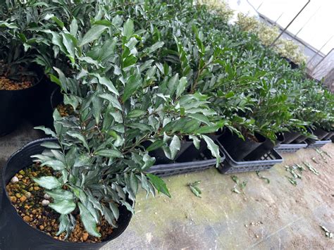 Eurya Japonica