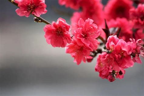 心有猛虎，细嗅蔷薇”如何解读，还需细品全文才能真正知其意 知乎