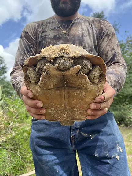 How To Identify A Gopher Tortoise Premier Gopher Tortoise Services
