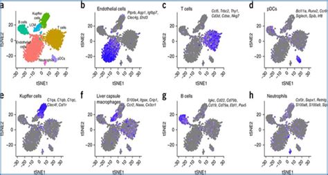 Paired Cell RNA Sequencing Enables Spatial Gene Expression Mapping Of Liver Endothelial Cells