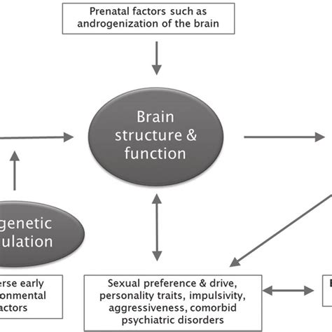 PDF Neurobiological Basis Of Sexual Deviance