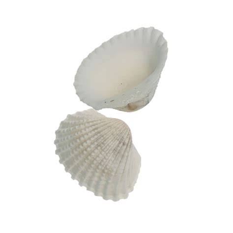 White Seashells Ribbed Ark Shells Bulk Vase Filler Litob Etsy
