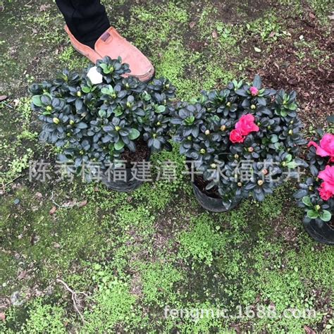 盆栽比利时杜鹃 西洋杜鹃 180杯本地红多色杜鹃花 阿里巴巴