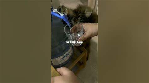 Cat Fyp Lucu Fypppppppppppppppppppppppppppppppppppppppppppppppppppppppppppppppppppppp Youtube