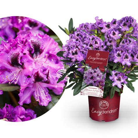 Rhododendron Blaue Jungs Dunkellila Kaufen Plantura Shop