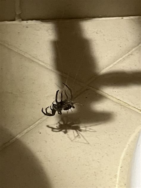 Really Scary Spider In My Bathroom Rspiderbro