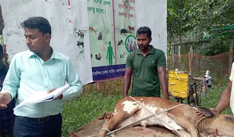 সরিষাবাড়ীতে লাম্পি স্কীন ডিজিজে দেড় সহ্রাধিক গরু আক্রান্ত ৫৮ টি গরুর