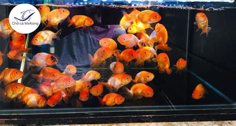 Trại Cá Ranchu Mini Lớn Nhất Tphcm Chợ Cá Mekong