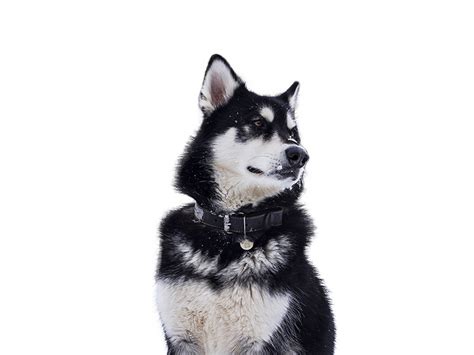 Alaskan Malamute Rehoming Rescue Dog Dogs Trust