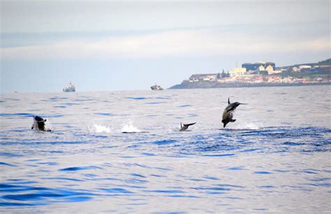 Responsible Dolphin And Whale Watching In The Azores