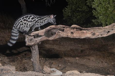Premium Photo Common Genet Genetta Genetta Malaga Spain