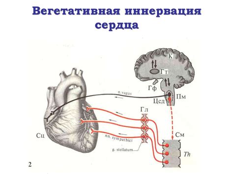 Физиология системы кровообращения Фазы сердечного цикла презентация онлайн