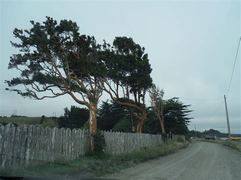 Arrayán Trees Myrtaceae Country Roads Tree