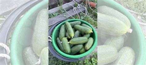 Огурцы свежие купить в Тюмени Товары для дома и дачи Авито