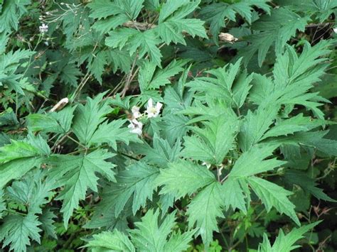 Laura S Blog Wild Berries In Western Washington Blackberries